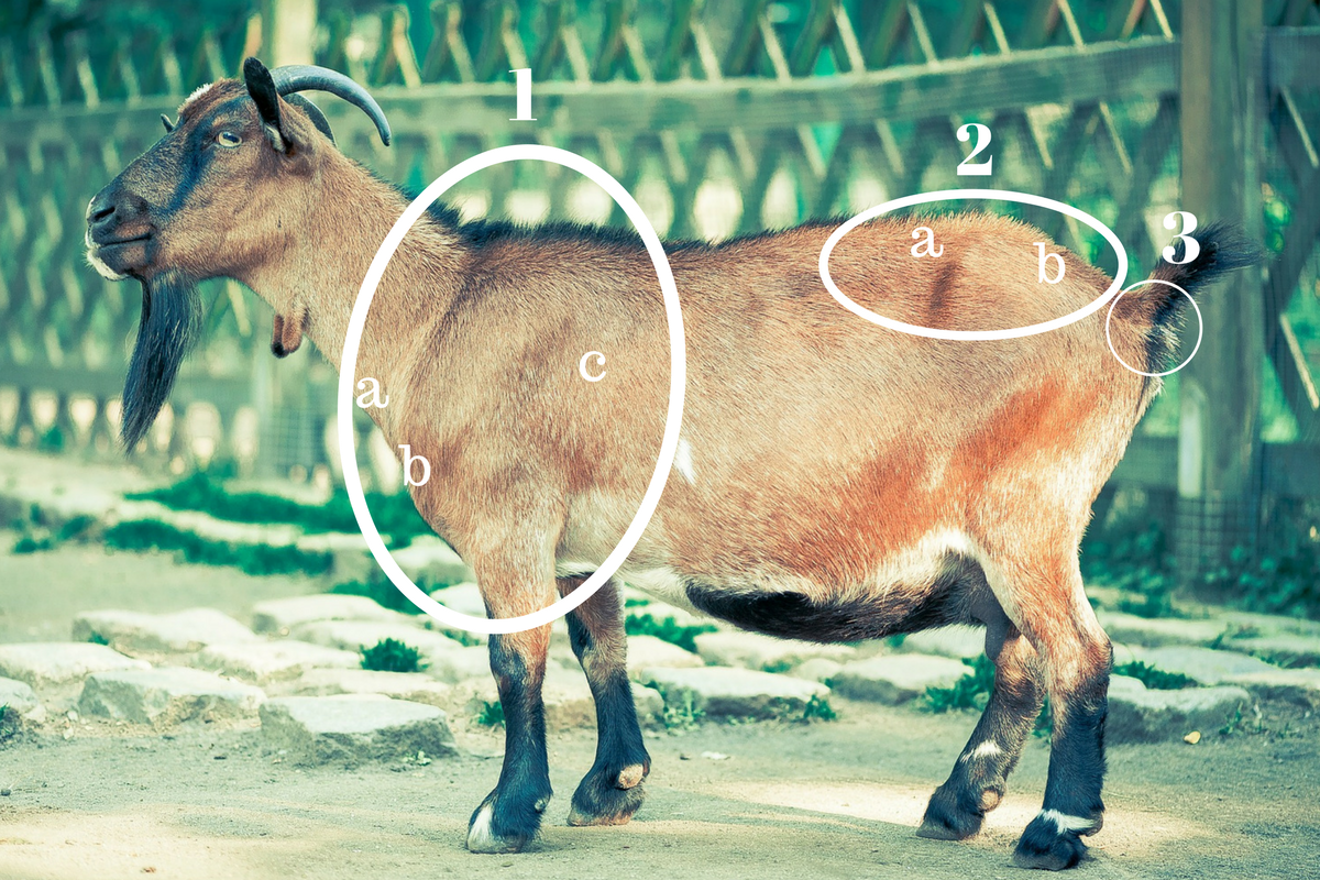 Body Condition Scoring For Dairy Goats Made Easy Terra Do Milho